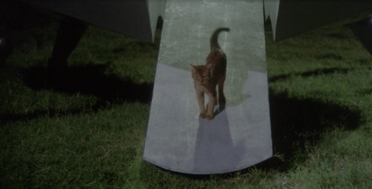 The Three Lives of Thomasina (1964) – My Live Action Disney Project