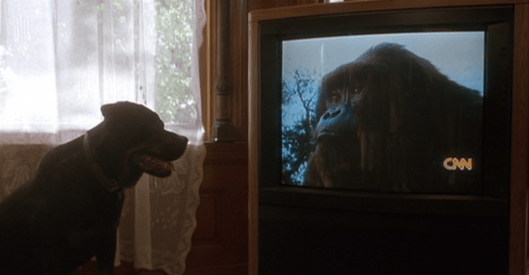 Mighty Joe Young (1998) – My Live Action Disney Project