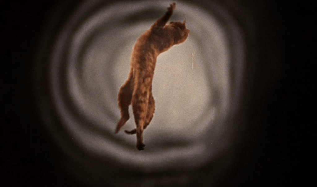 The Three Lives of Thomasina (1964) – My Live Action Disney Project