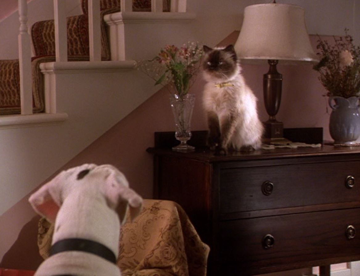 Homeward Bound: The Incredible Journey (1993) – My Live Action Disney ...