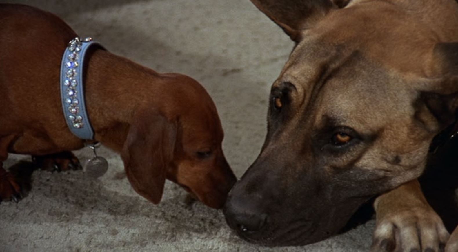 The Ugly Dachshund (1966) – My Live Action Disney Project