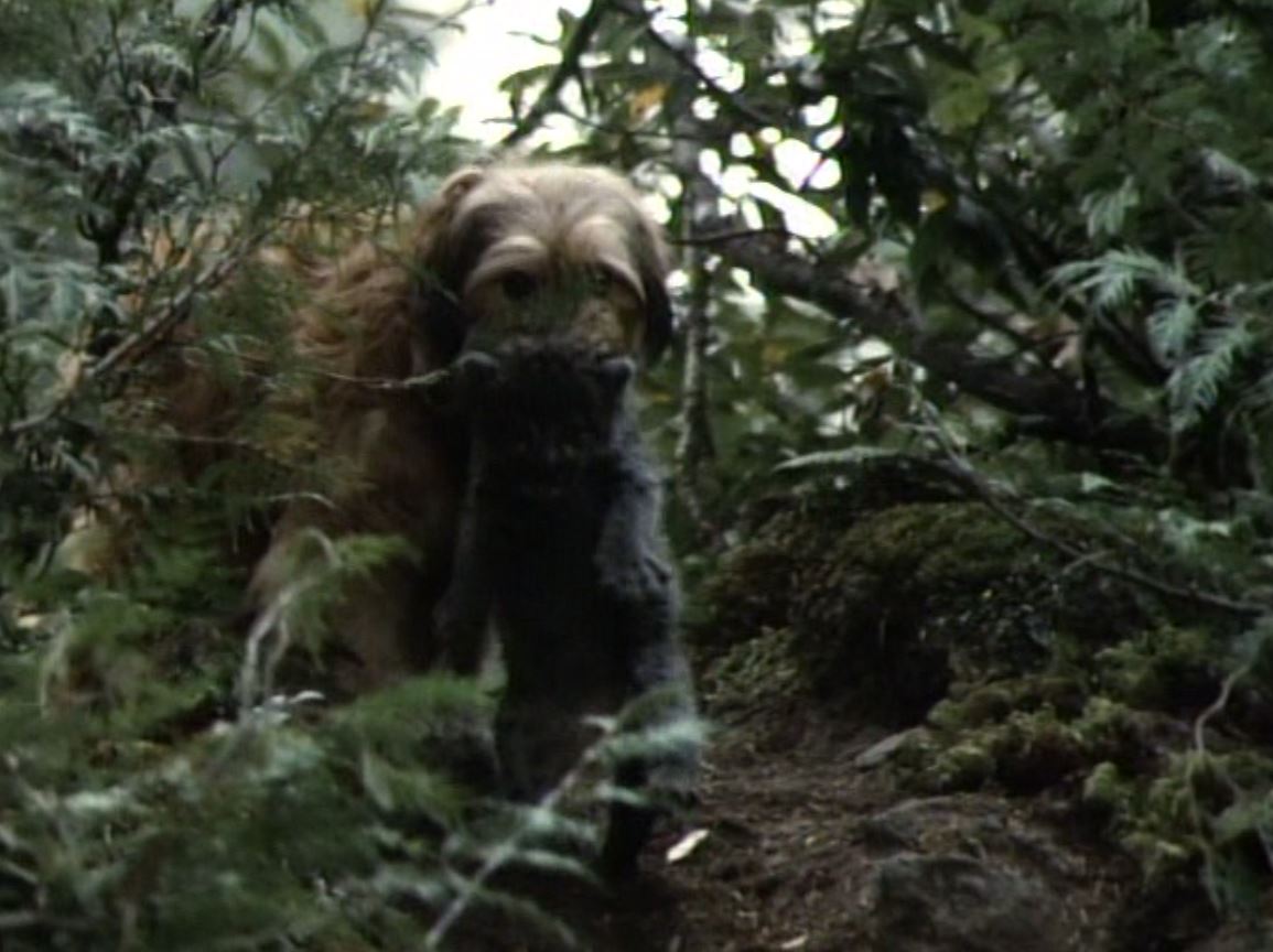 Benji the Hunted (1987) – My Live Action Disney Project