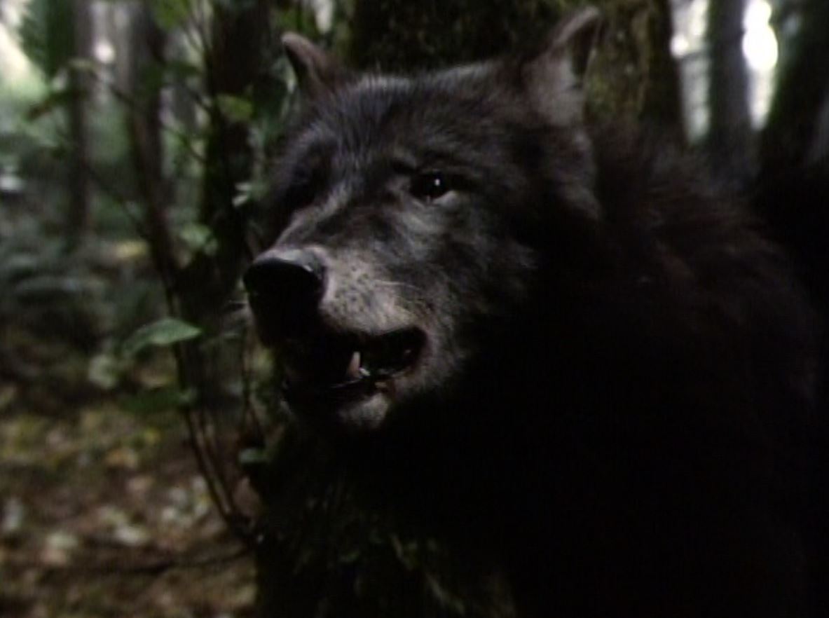 Benji the Hunted (1987) – My Live Action Disney Project