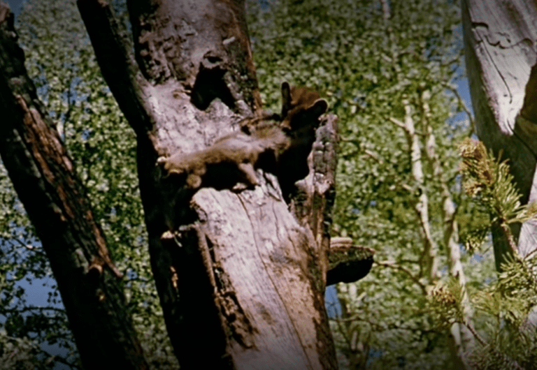 Perri (1957) – My Live Action Disney Project