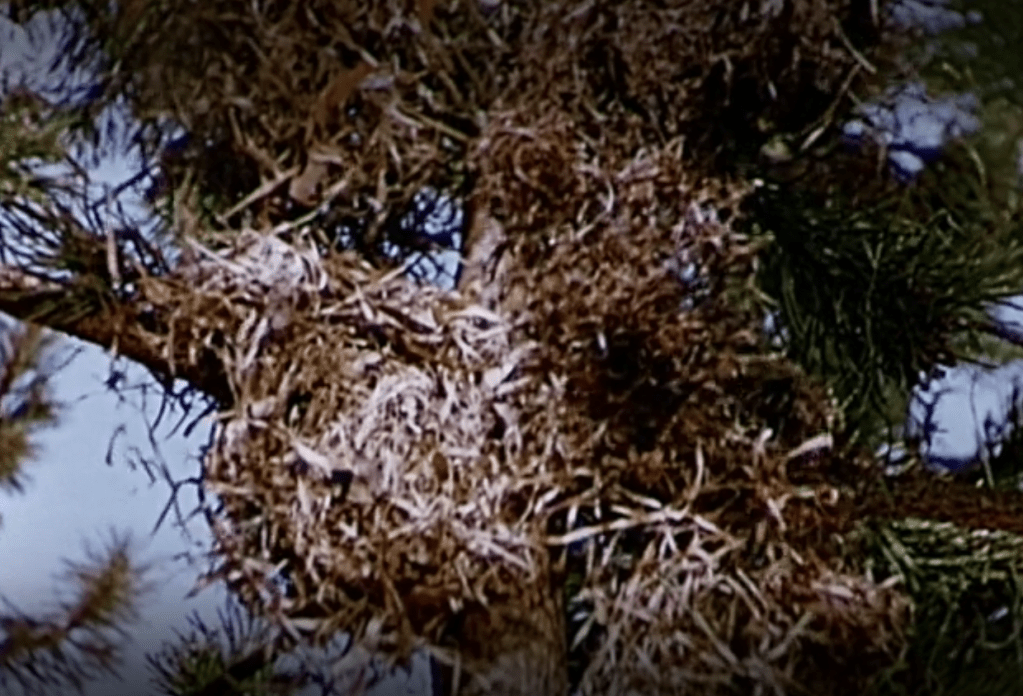 Perri (1957) – My Live Action Disney Project