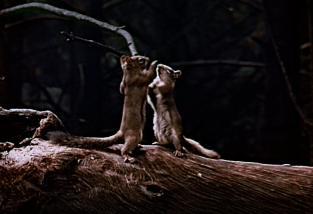 Perri (1957) – My Live Action Disney Project